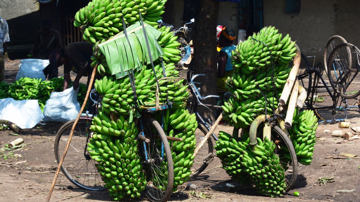 Kenya: 1,3 millions USD de l'UE pour la construction d'une Usine de ...