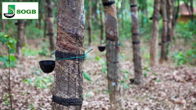 Côte d’Ivoire: baisse de 63% du bénéfice net du SOGB au 3ème trimestre ...